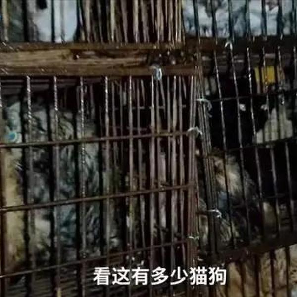 志愿者截获一货车：满载猫狗尸体信阳志愿者截获满载千只猫狗的大货车：已转移安置，急需物资