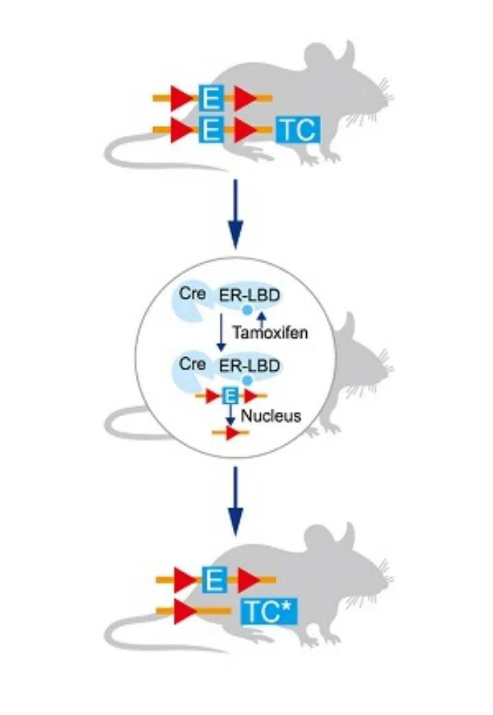 小布解读 | 关于重组酶的一切，你想知道的都在这了丨Cre-loxP系统_序列_基因_位点