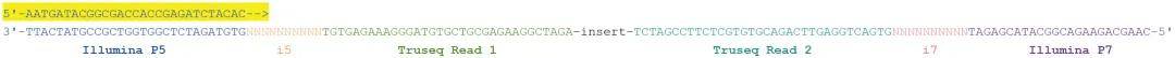 一文搞懂 Illumina 接头序列_Index_文库_Truseq