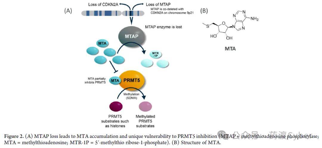 药渡Cyber解析MTA协同PRMT5抑制剂AZ-PRMT5i-1的发现与结构优化_化合物_细胞_癌症