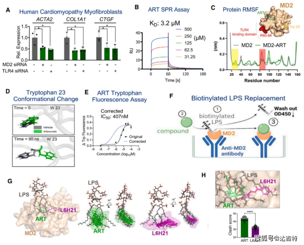 重磅｜青蒿琥酯ART靶向MD2蛋白刚刚登上Cell杂志_心脏_研究_MyoFB