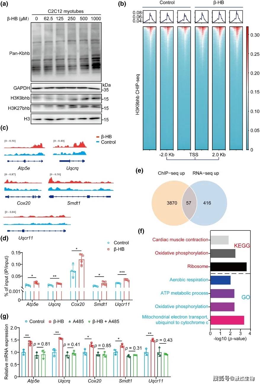 Aging Cell二重奏 | β-羟基丁酰化抑制记忆衰退 促进肌肉生成_Kbhb_研究_阿尔茨海默病