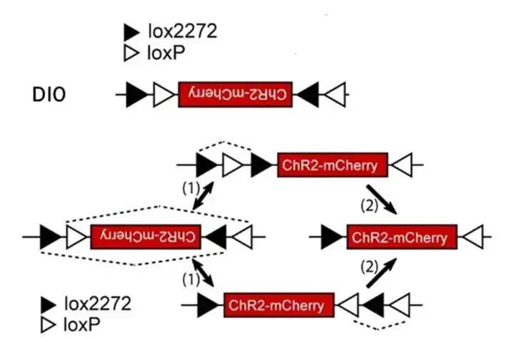 Cre/LoxP重组系统的应用策略有哪些？_基因组_定位点_细胞
