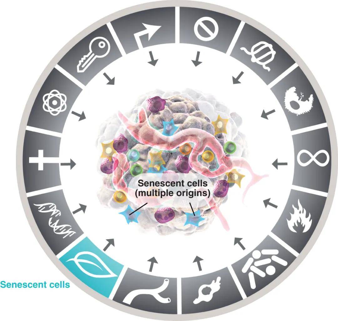 Cancer Discovery发表顶级综述：Hallmarks of Cancer：New Dimensions_癌症_标志_细胞