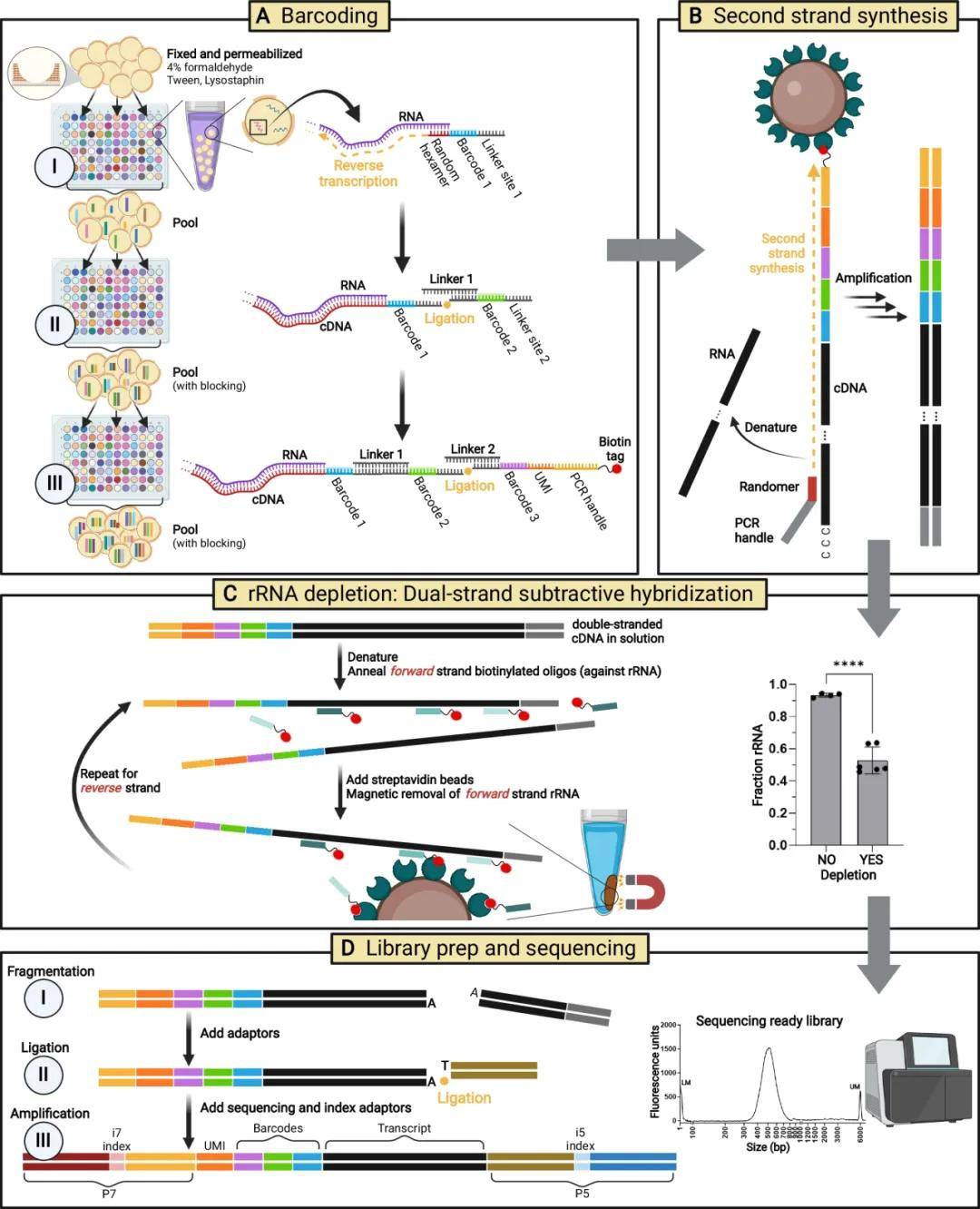 BaSSSh-seq：细菌单细胞RNA测序揭示生物膜的转录异质性及其对免疫压力的差异反应_代谢_浮游_scRNA-seq
