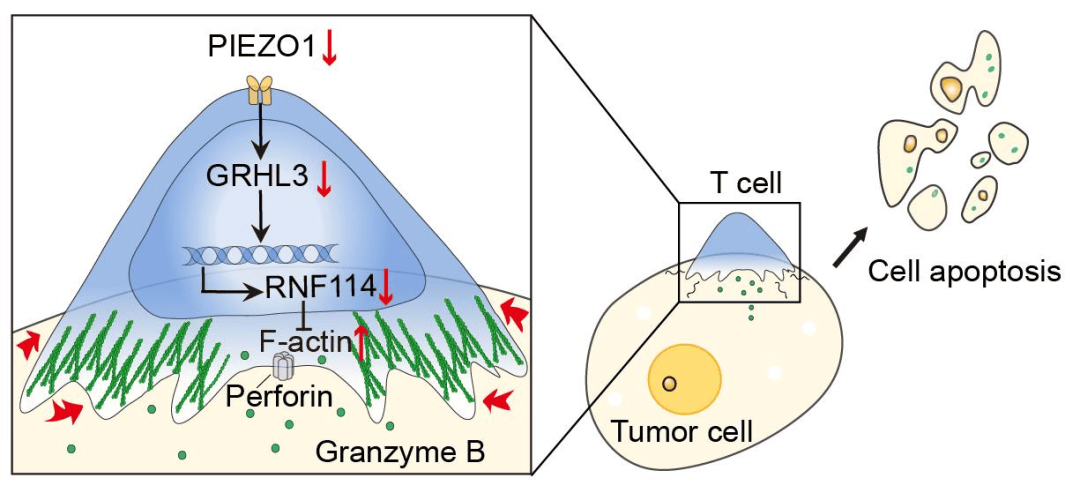 Nature 解锁T细胞的机械力量：PIEZO1在增强癌症免疫疗法中的关键作用_研究_肿瘤_牵引力