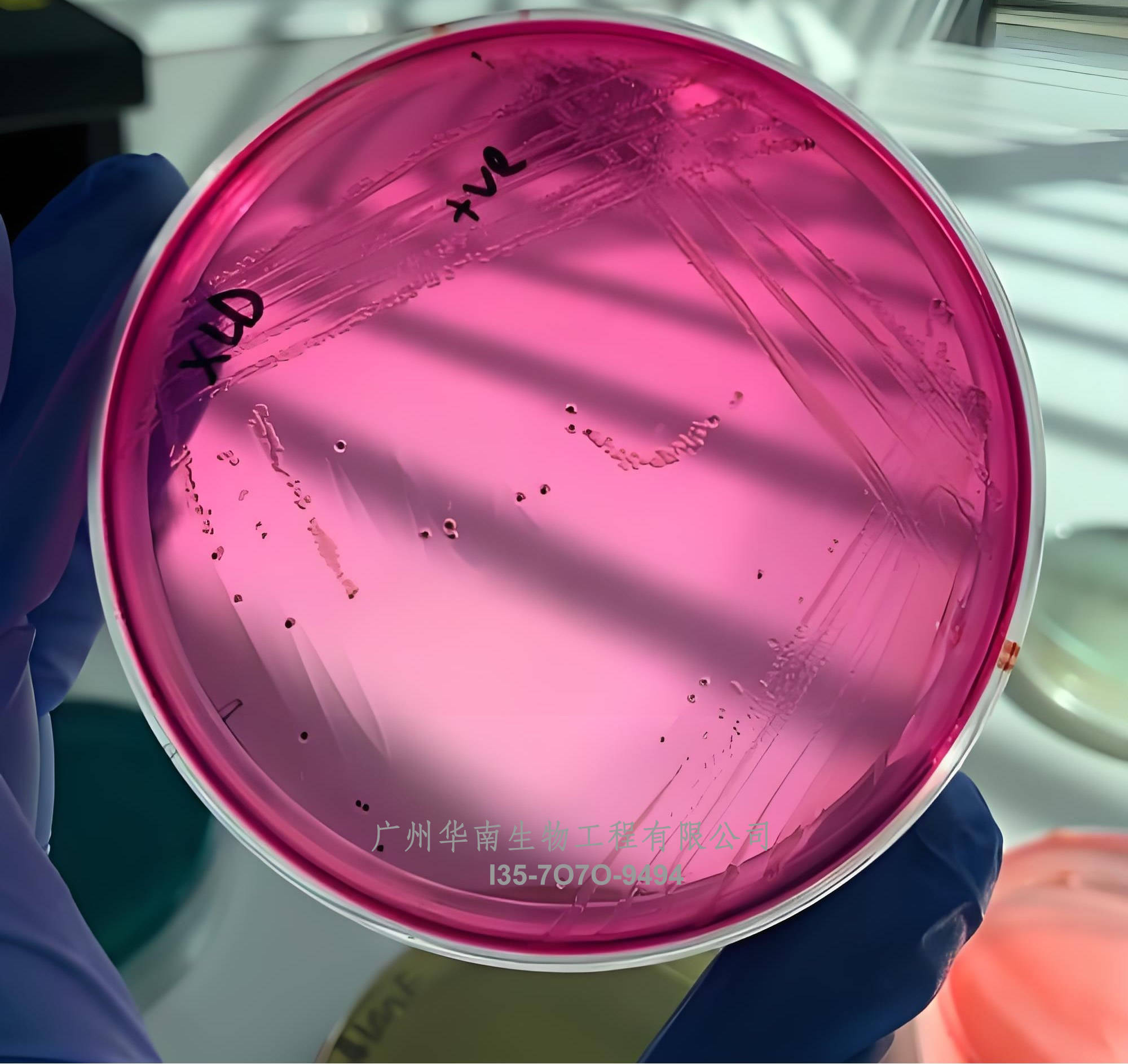 Panbio DENGUE IgM CAPTURE ELISA_Dengue_检测_Capture