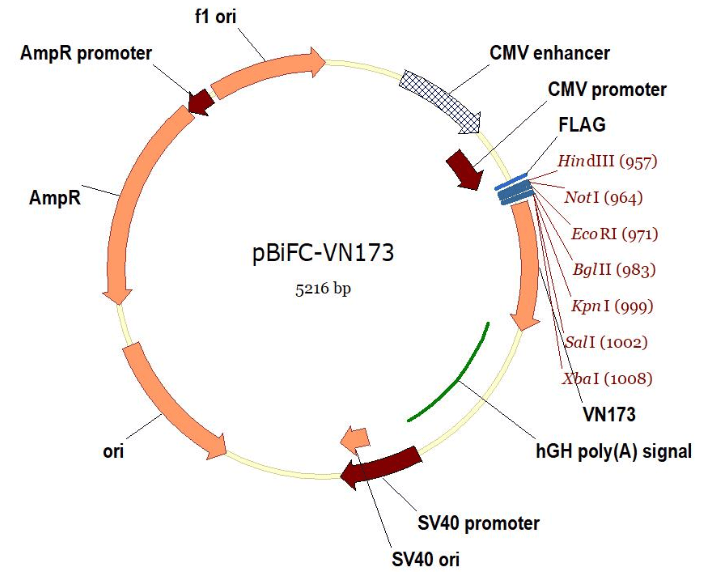 艾普蒂生物—pBiFC-VN173双分子荧光互补载体_宿主_-Blue_进行
