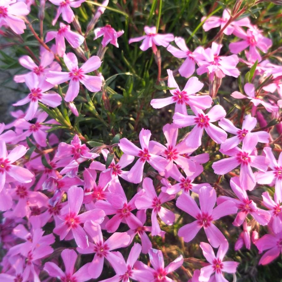 今天正月十五吃元宵的正确打开方式来了！照着做准没错~_kuxun_art__html