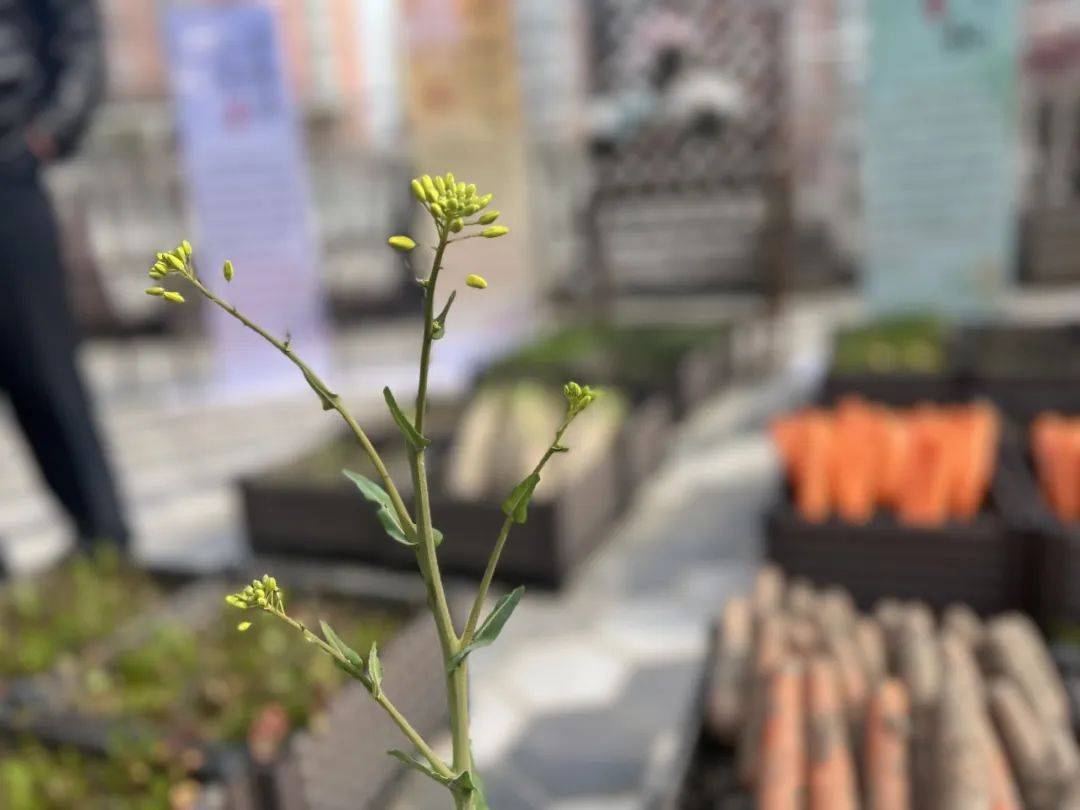 “自然之窗”惊艳亮相，敲开社区“自治之门”_居民_空间_园艺