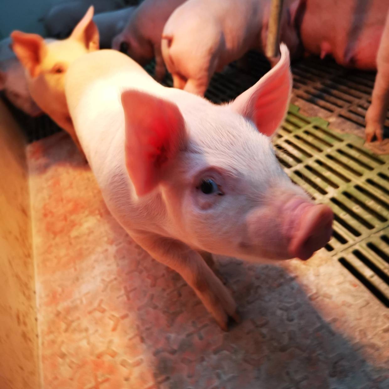 猪繁殖与呼吸综合征（PRRS）特性分析及防控思路_病毒_抗体_组织