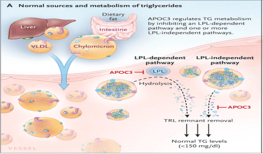 ACC 2024｜谢坤教授和李勇教授点评：Olezarsen——高甘油三酯血症患者的新希望_研究_mg_降低