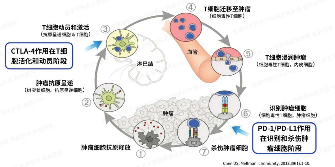 解肿瘤治疗中的免疫检查点抑制剂_进行_药物_识别