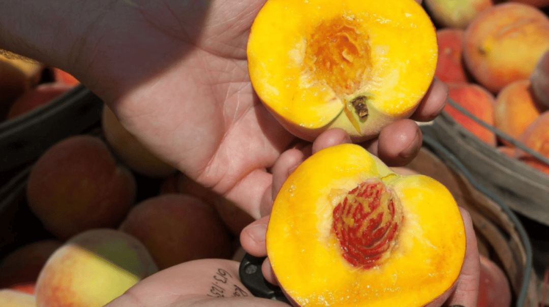 FDA warns of cyanide poisoning risk in apricot seeds_The_Apricot_and