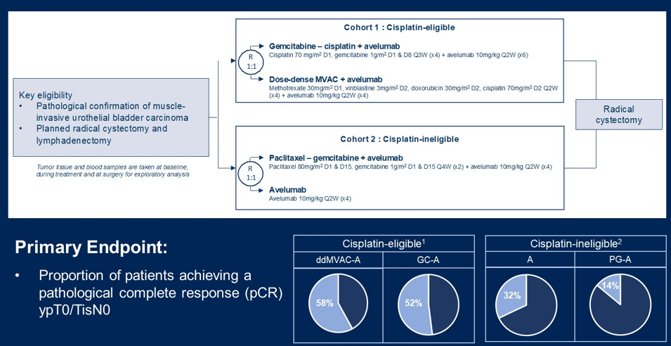 ASCO 2024丨新辅助化疗联合免疫治疗MIUC，可进一步改善顺铂耐受人群生存获益_阿维鲁_患者_ddMVAC