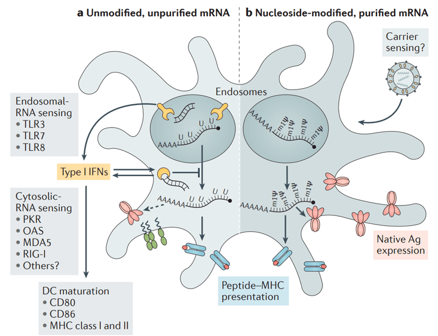 浅谈IVT mRNA中dsRNA与细胞及小鼠试验影响_纯化_Moderna_研究