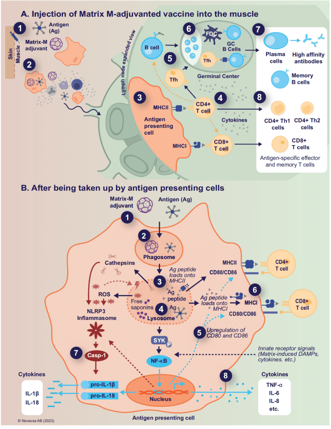 Matrix-M 佐剂：21世纪疫苗的关键组成部分_细胞_反应_抗原