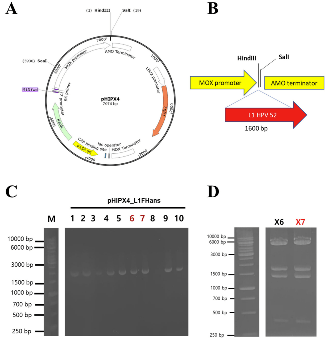 HPV 52型L1蛋白在多形汉逊酵母中的表达及放大生产_培养基_疫苗_研究