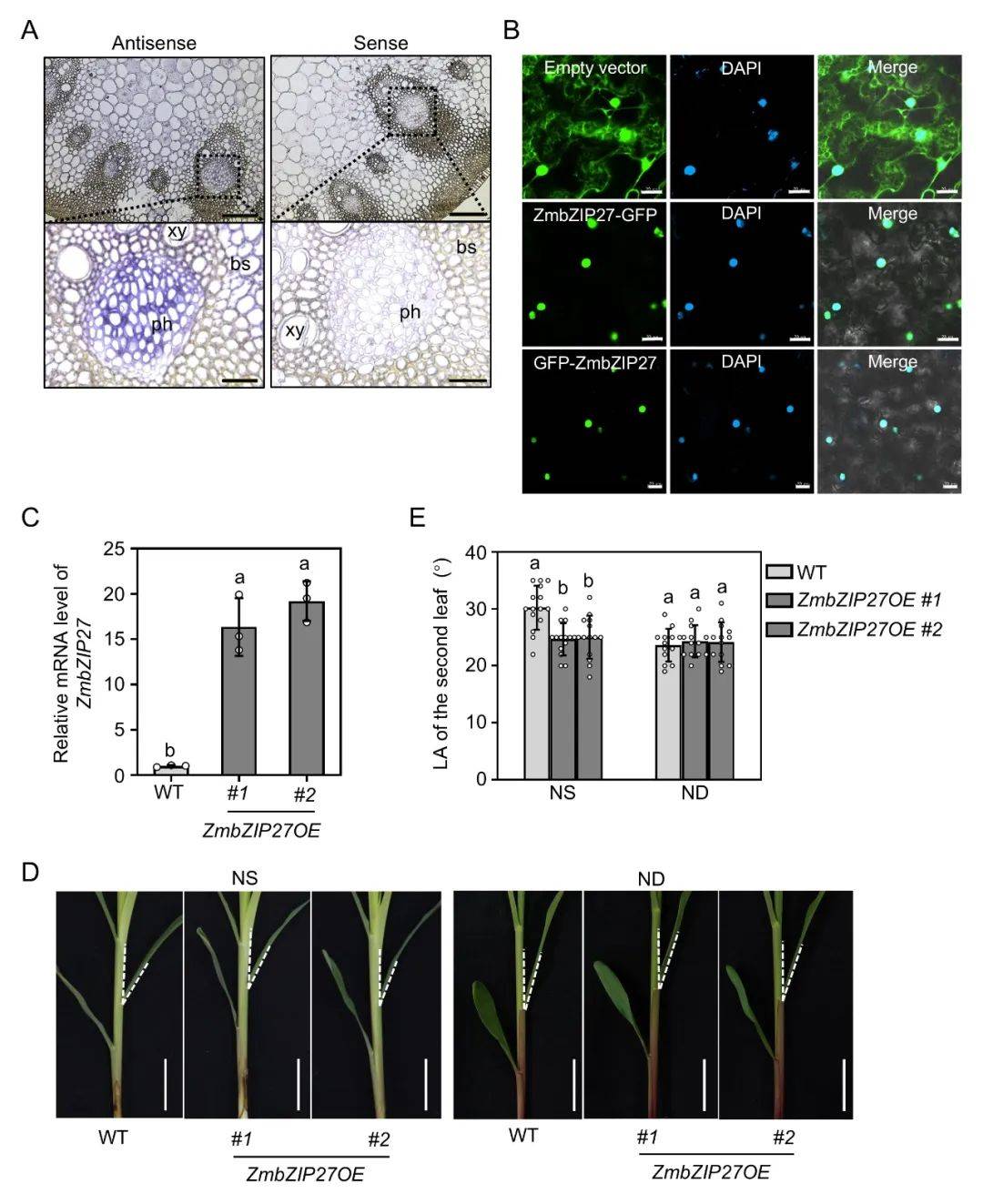 中国农科院作科所揭示ZmbZIP27调控氮素介导的玉米叶夹角_基因_研究_部位