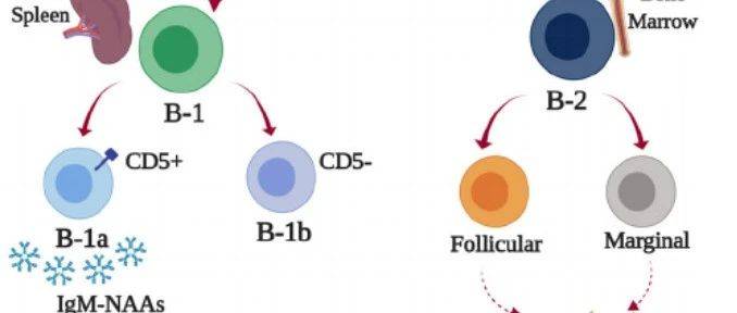 了解B细胞两兄弟：B1和B2细胞_人类_抗体_特征