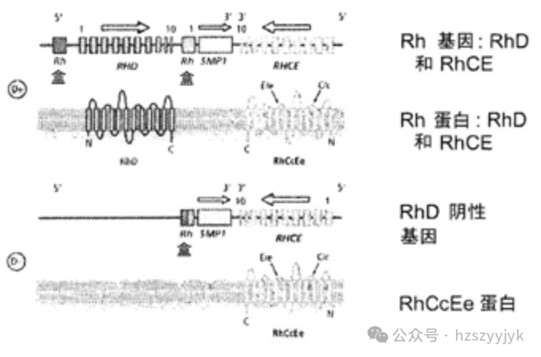 助力输血安全—了解Rh血型系统的重要性和精准输血_检测_抗体_抗原