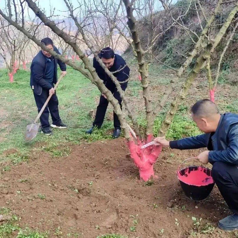 西和县各乡镇扎实开展经济林和行道树综合管护工作（一）部署病虫害精心组织 1232