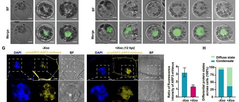 Mol Plant | 中山大学陈月琴和广东省农科院于洋合作解析lncRNA ALEX1介导蛋白质相变调节水稻抗病性的新机制_研究_Yang_The