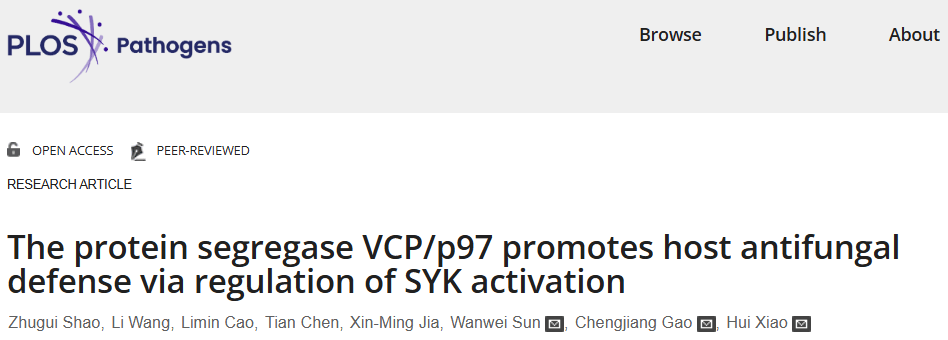 Plos Pathogens | 中国科学院上海免疫与感染研究所肖晖研究组揭示真菌感染的克星！_Dectin-_通路_调控