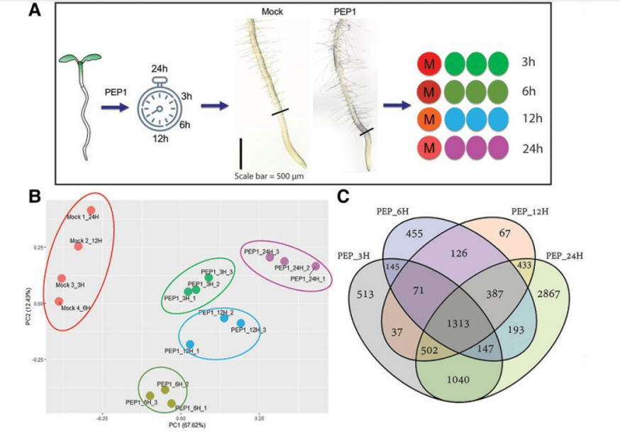 Plant Cell | 植物诱导肽(PEPs)对逆境胁迫信号响应的分子机制解析_调节_因子_处理
