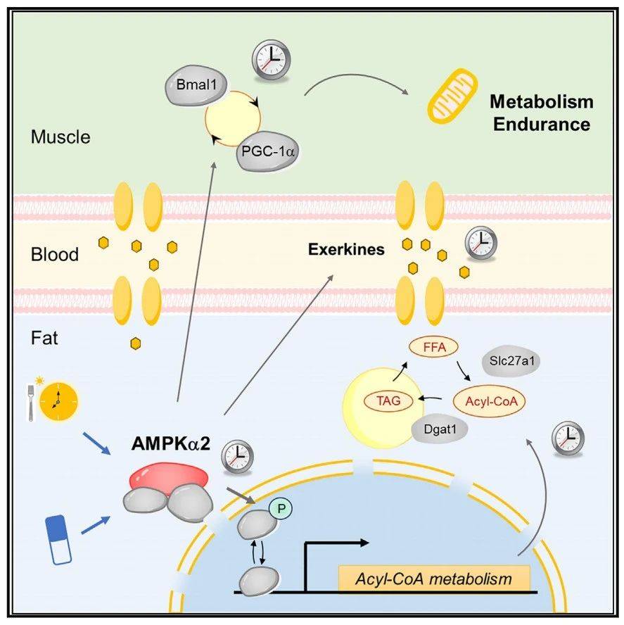 Cell Metab | 陆军军医大学李旻典/张志辉发现改变进食时间增强体能的潜在机理_代谢_耐力_运动