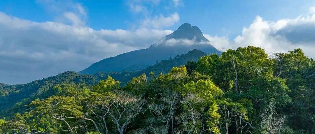 2087.52亿元！_海南省_热带雨林_生态