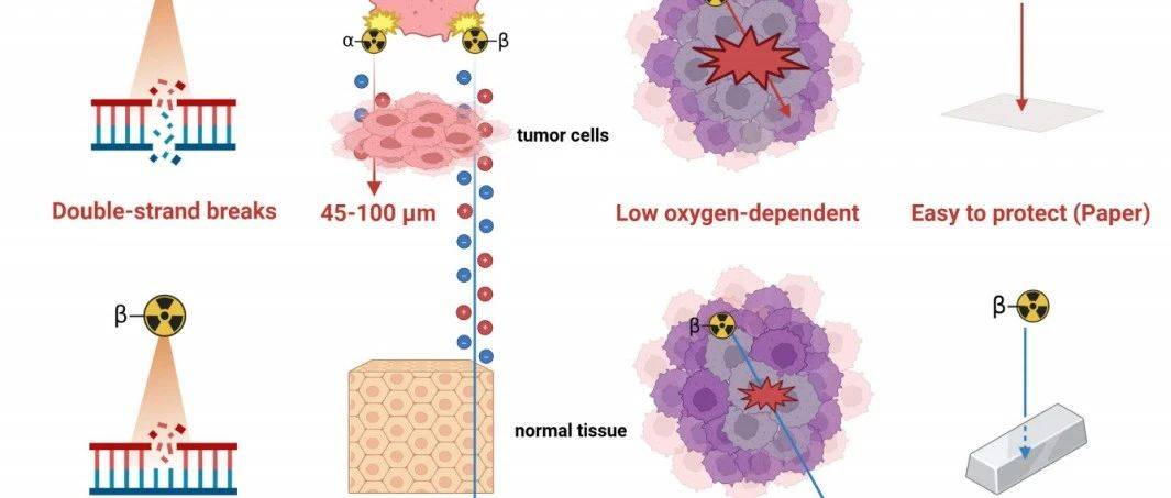 EJNMMI：阿尔法核素“多尺度生物学效应”｜余飞教授_临床_研究_治疗