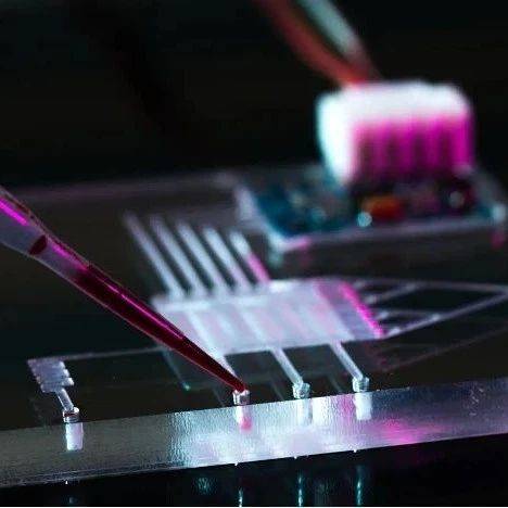 英国器官芯片领军者：器官芯片重塑体外研究的新可能_Hazel_Screen_微流