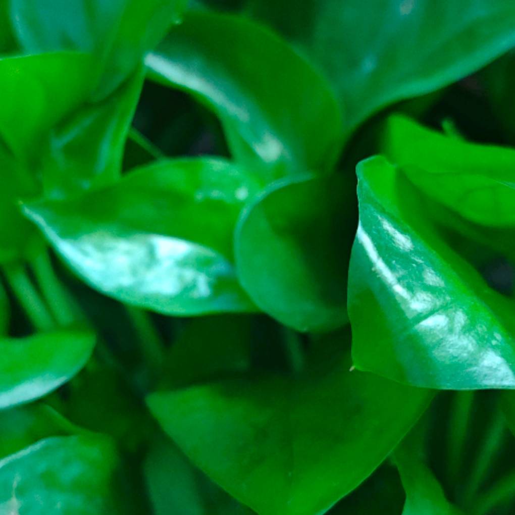 周五 008 荷乙：瓦尔韦克 VS 威廉二世，中游对决暗藏晋级战意_附加赛_比赛_主场