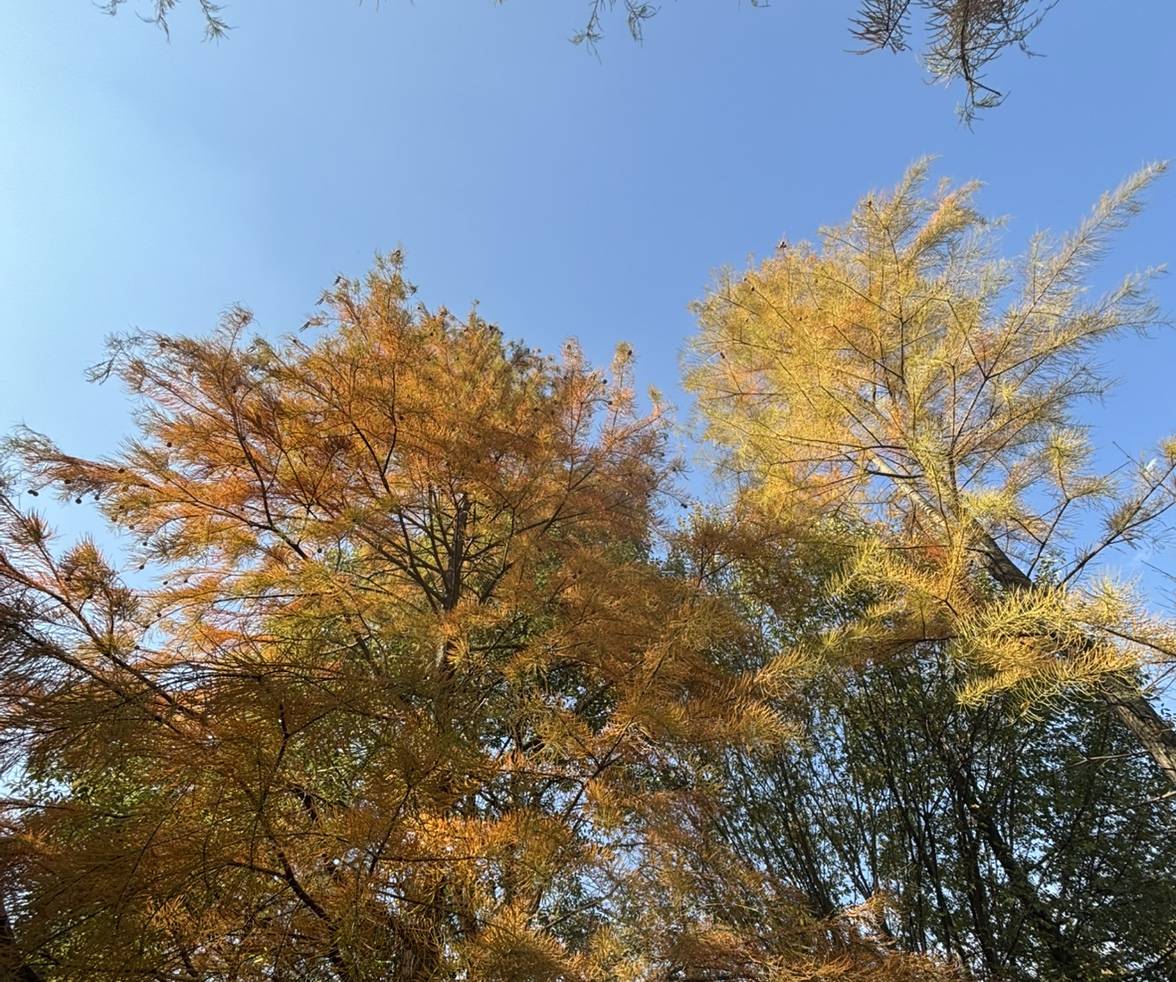 韦庄一首七律，表面写阀阅之家的富贵气象，实则写“愁”，笔酣意深，值得一读！_红烛_人间_cn