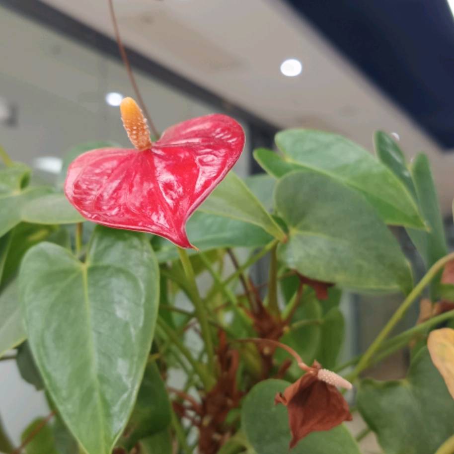 **仁青芒觉线下购买渠道2025指南，实体药房精准查找与选购_服务_藏药_专业