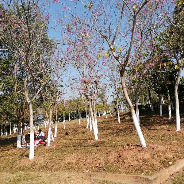 AMD苏姿丰秀出全球首款2nm CPU GPU芯片！22600个核心＋31TB HBM4内存_Helios_Zen_PFlops