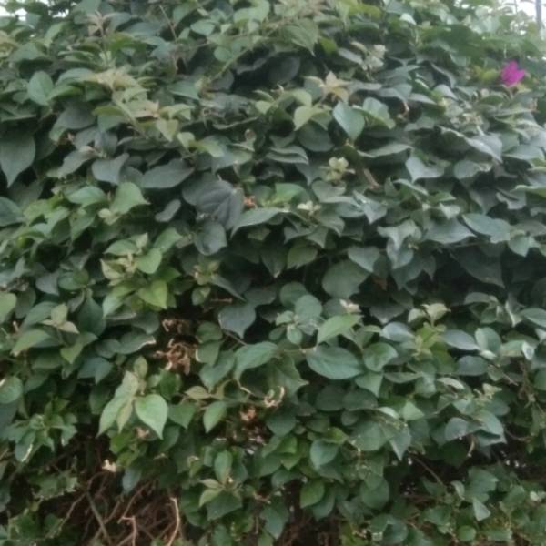 谁将胜出？AI眼镜的“百镜大战”已拉开序幕_智能_Rokid_徐驰